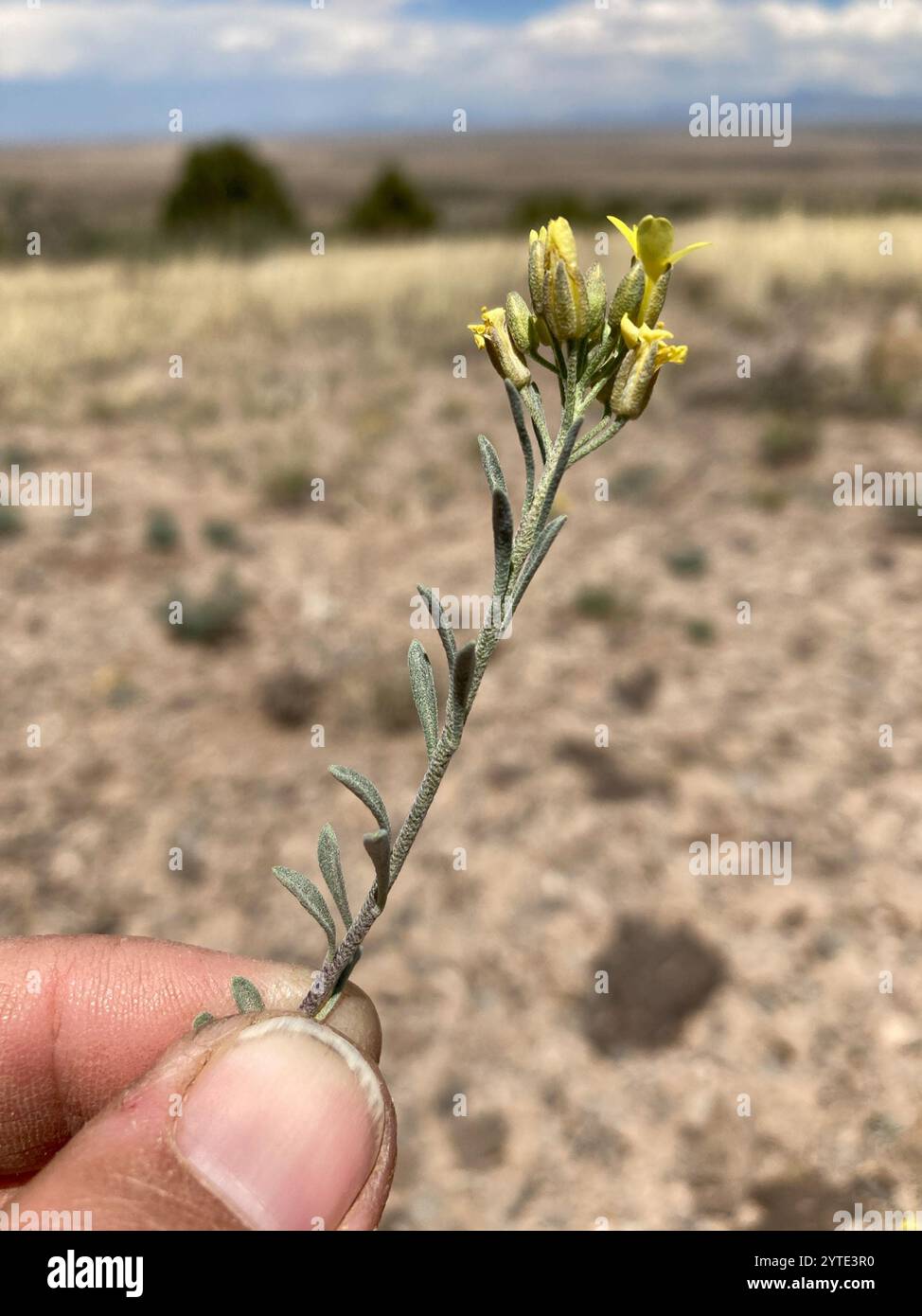 Mountain Bladderpod (Physaria montana Stock Photo - Alamy