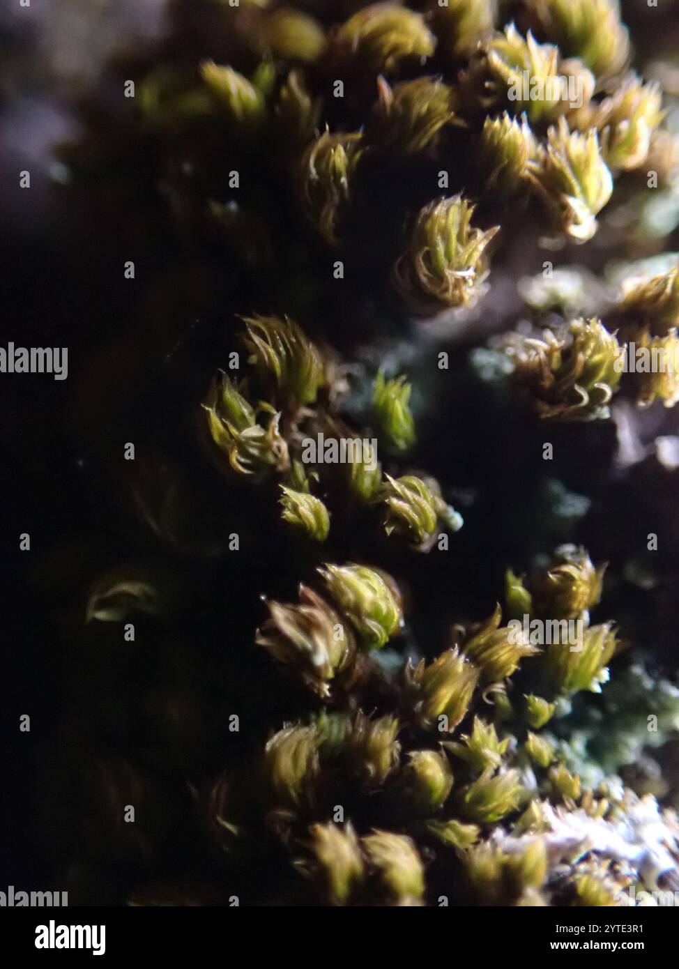 Park Yoke-moss (Zygodon rupestris Stock Photo - Alamy