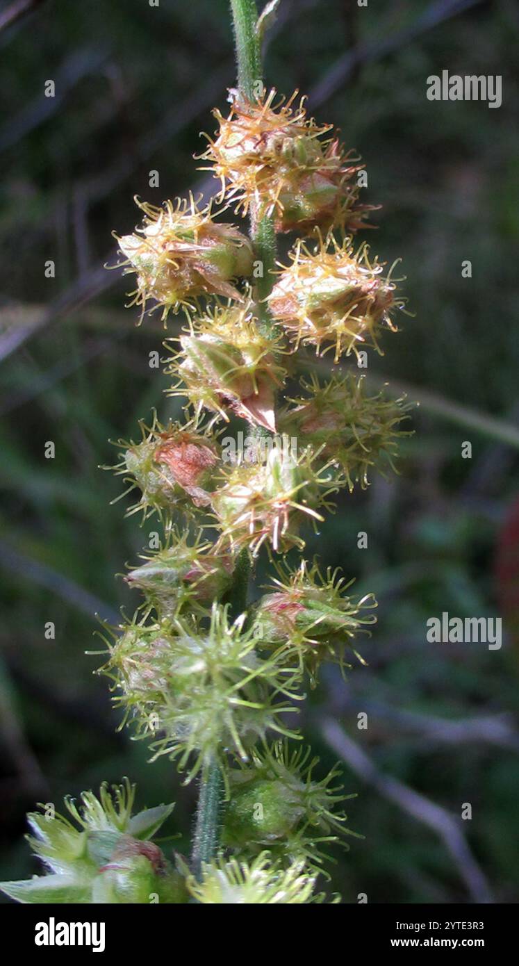 forest burr (Pupalia lappacea Stock Photo - Alamy
