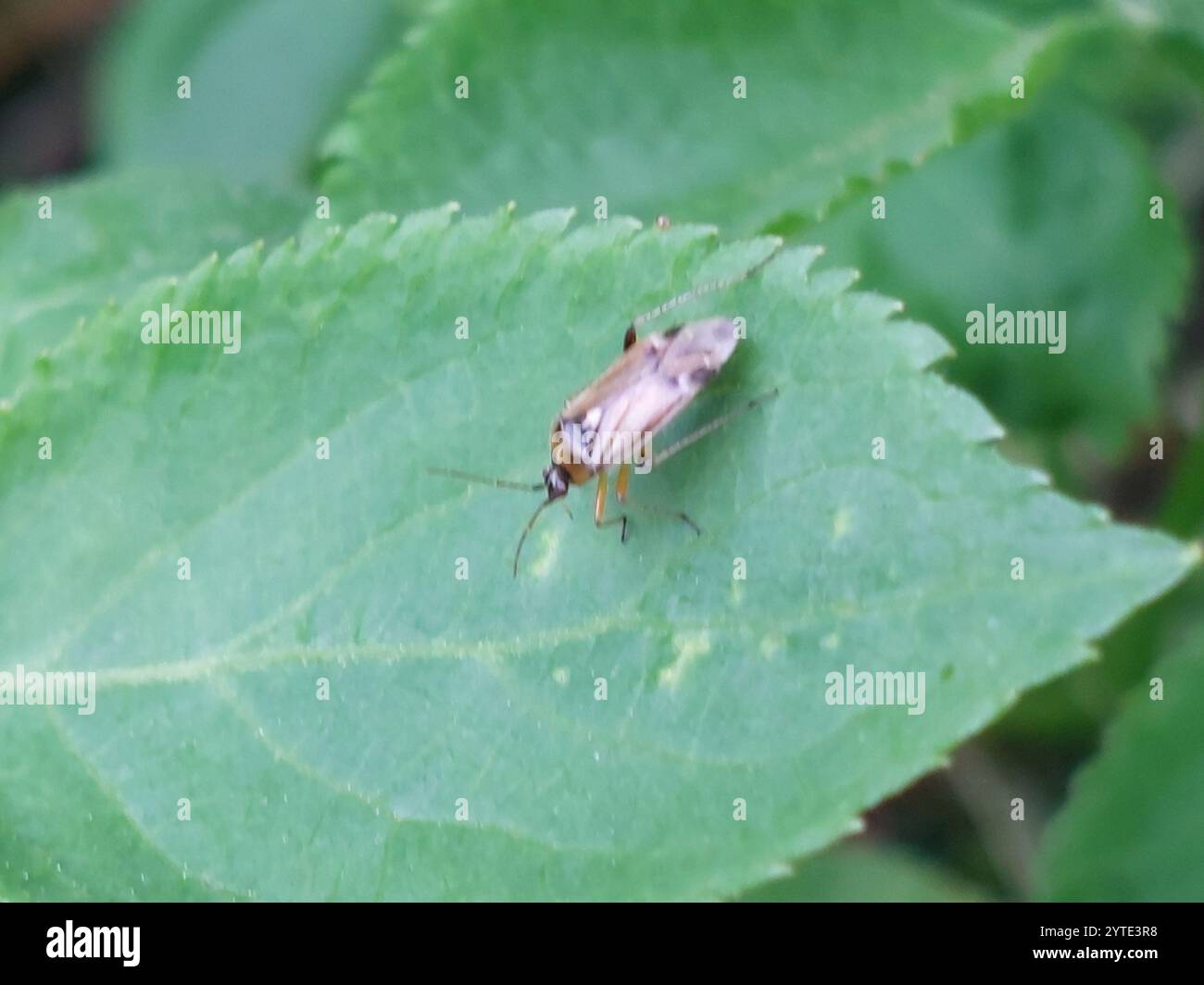 handsome plant bug (Harpocera thoracica Stock Photo - Alamy