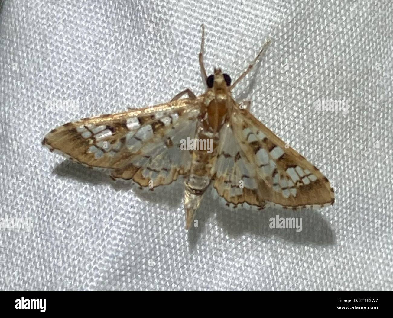 Stained-glass Moth (Samea castellalis Stock Photo - Alamy