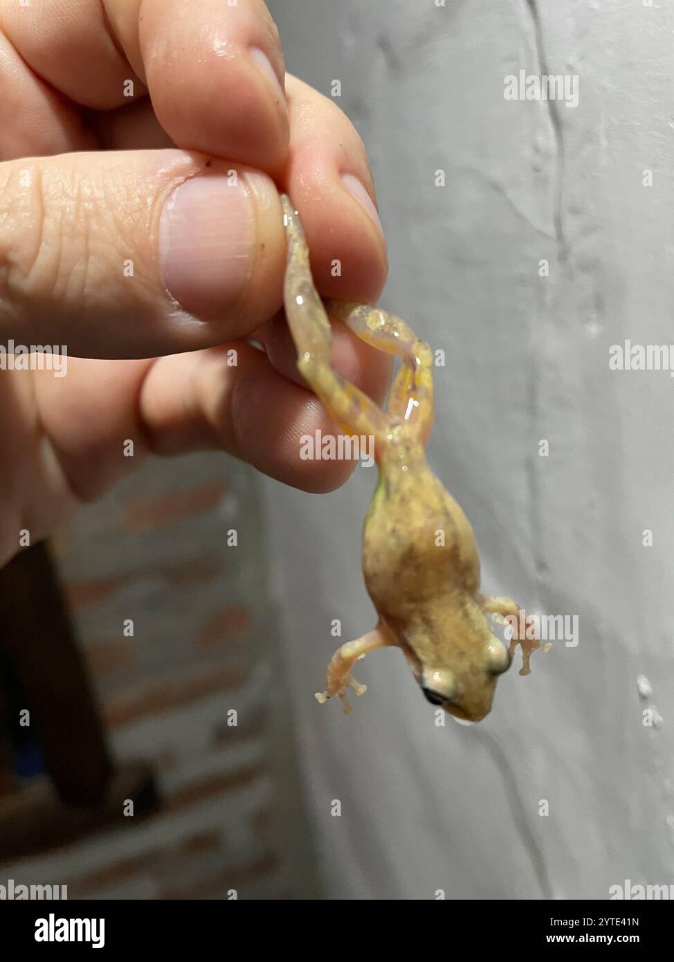 Brown-bordered Snouted Tree Frog (Scinax fuscomarginatus Stock Photo ...