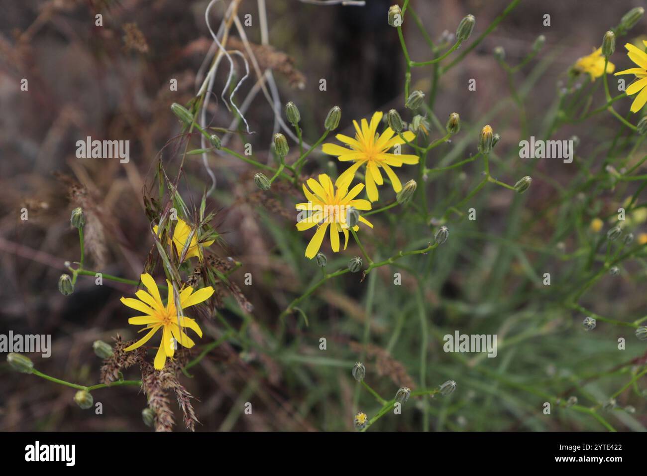Slender Hawksbeard (Crepis atribarba Stock Photo - Alamy