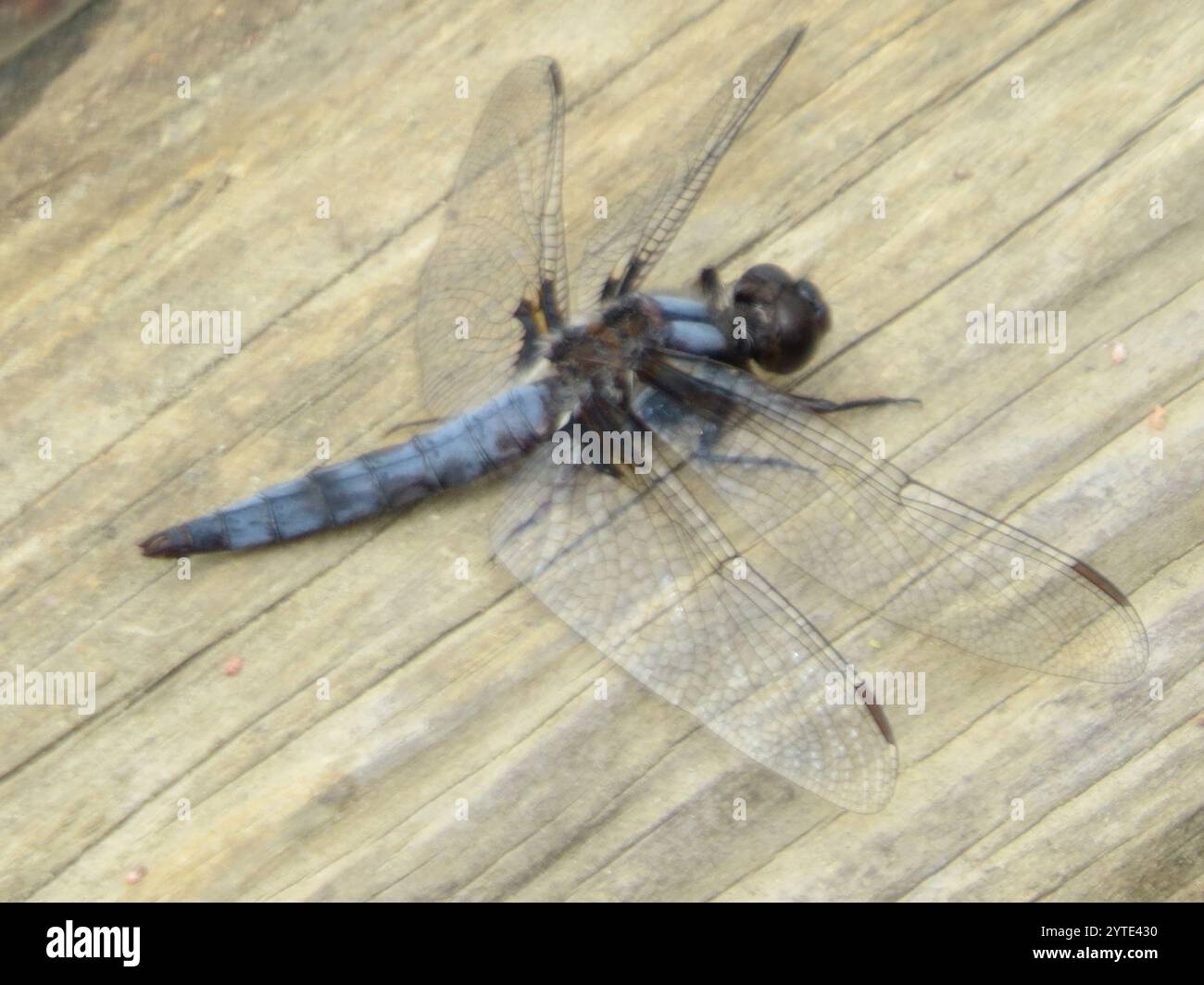 Blue Corporal (Ladona deplanata Stock Photo - Alamy