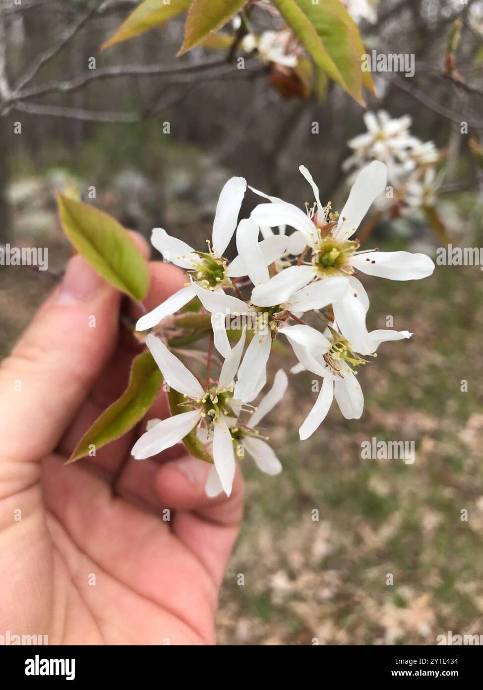 smooth shadbush (Amelanchier laevis Stock Photo - Alamy