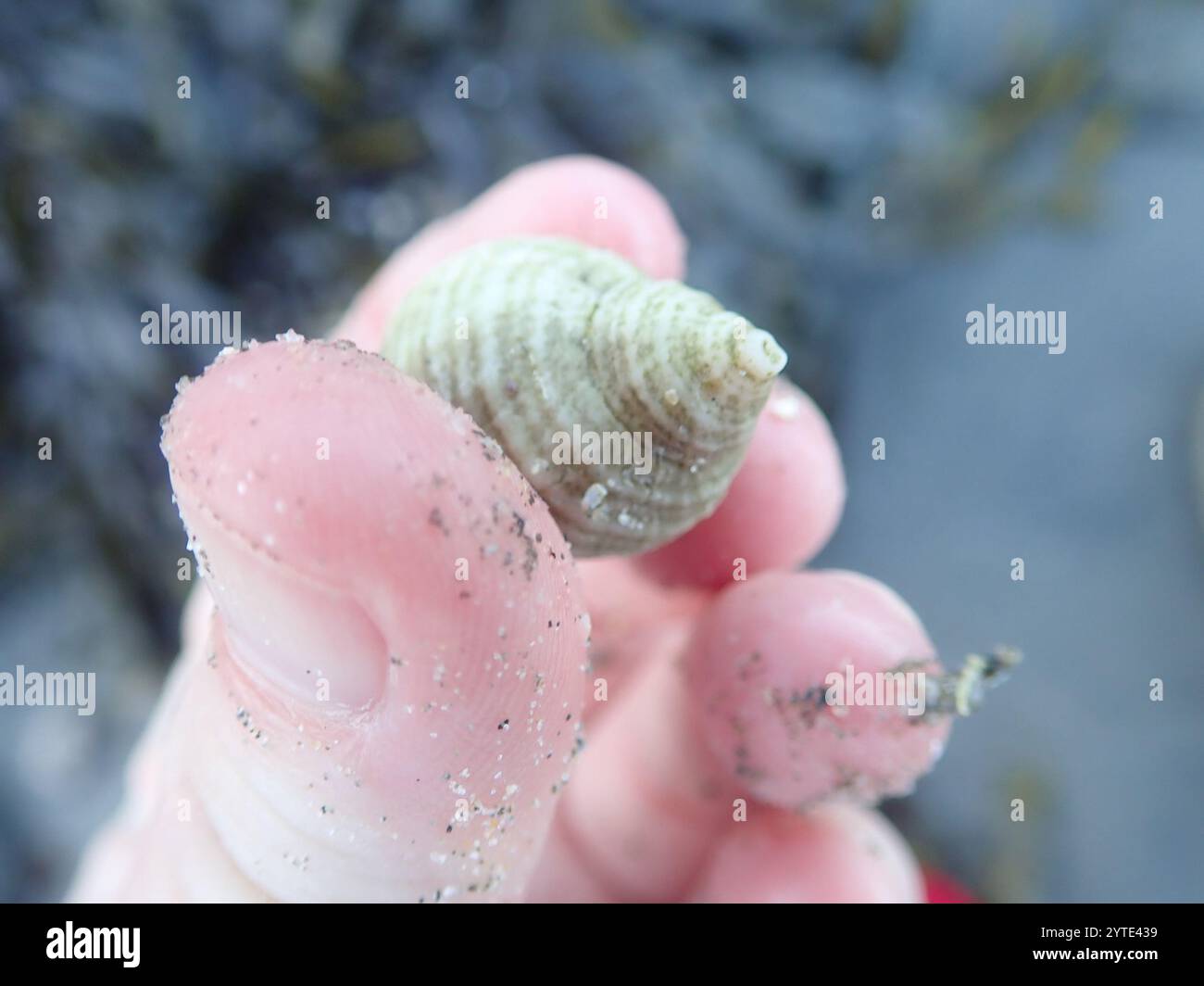 Atlantic Dogwhelk (Nucella lapillus Stock Photo - Alamy