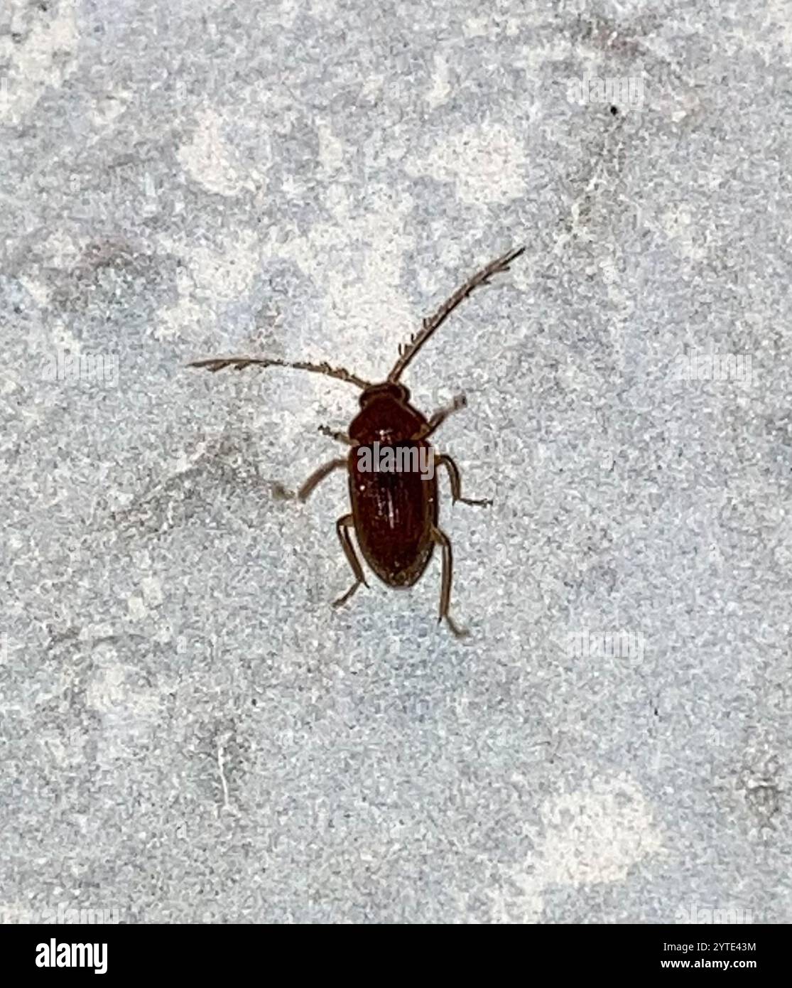 Toe-winged Beetles (Ptilodactylidae Stock Photo - Alamy