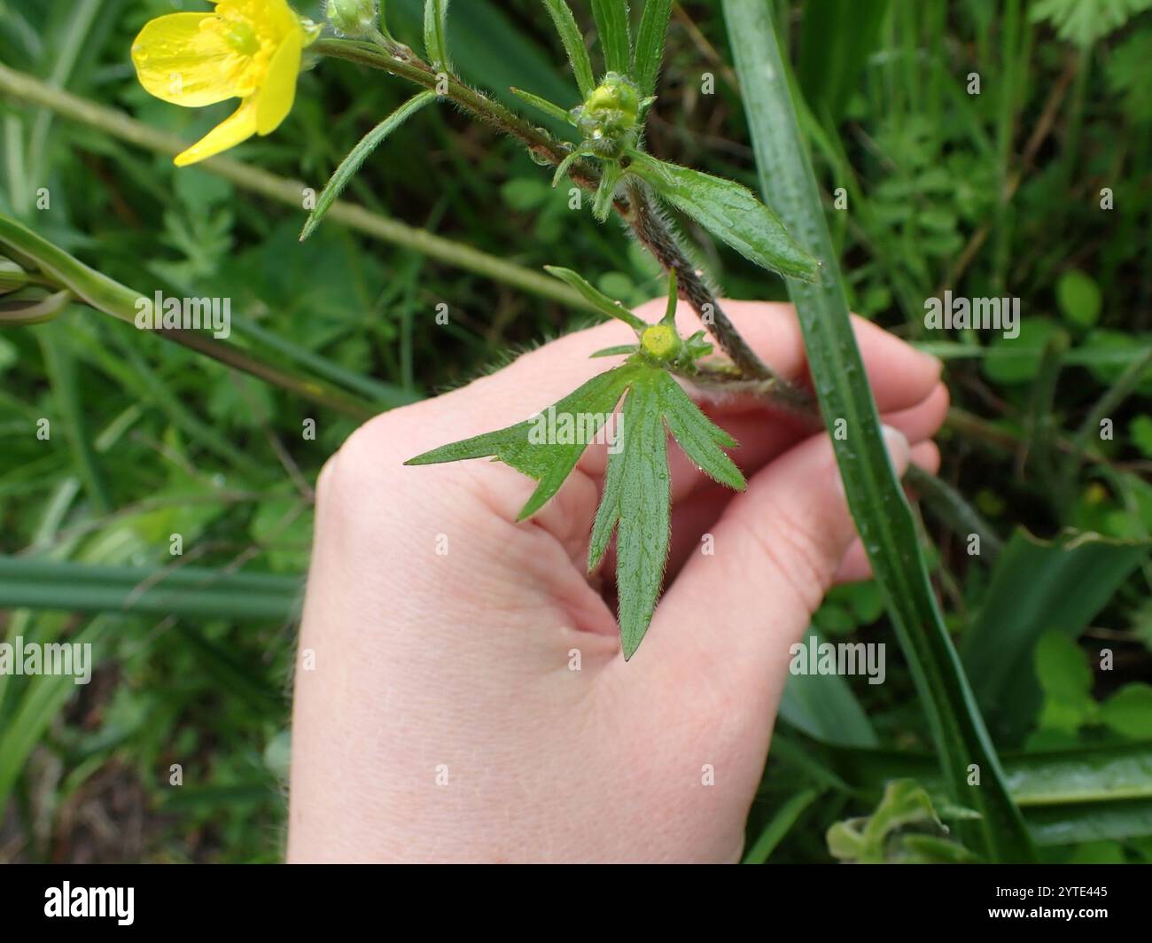 Western Buttercup (Ranunculus occidentalis Stock Photo - Alamy