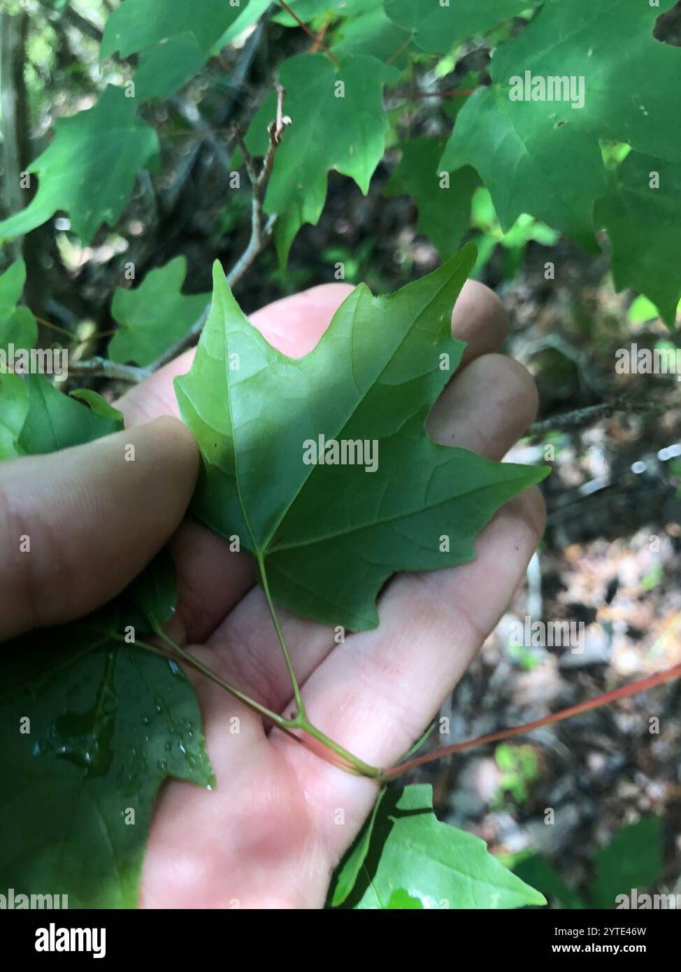 chalk maple (Acer leucoderme Stock Photo - Alamy