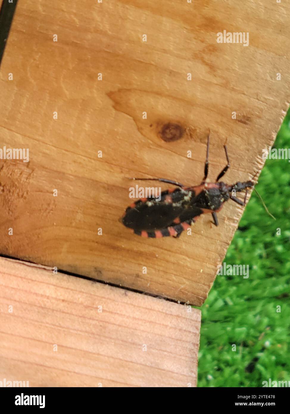 Eastern Bloodsucking Conenose (Triatoma sanguisuga Stock Photo - Alamy