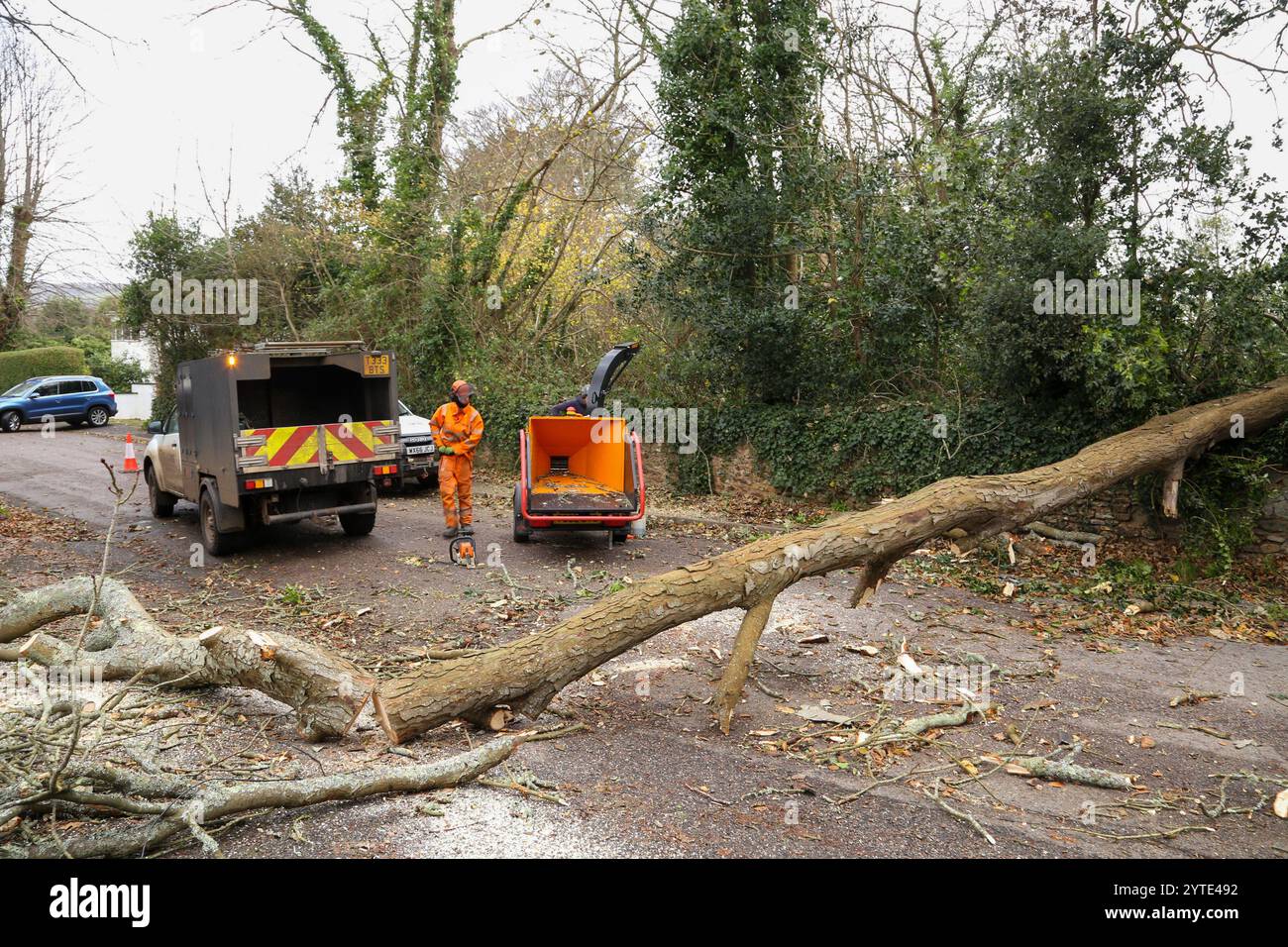 Sidmouth, Devon, 7th Dec 24 Storm Darragh brought down a tree in Sid ...