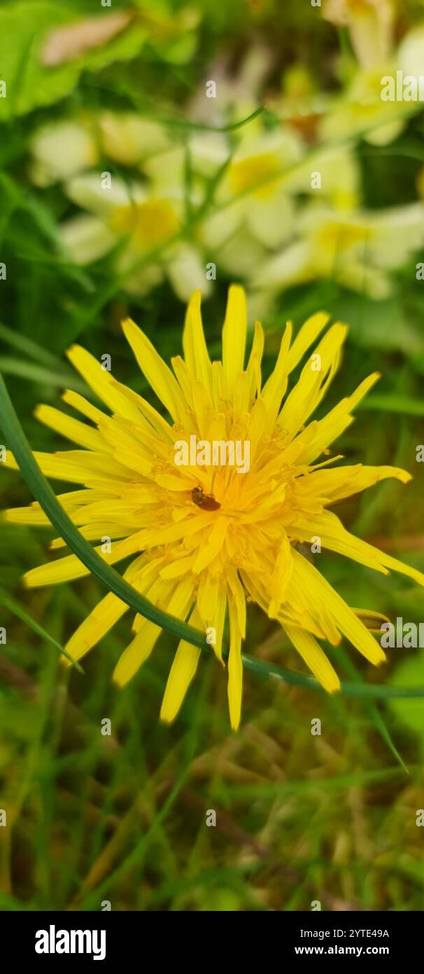 Common Pollen Beetle (Brassicogethes aeneus Stock Photo - Alamy