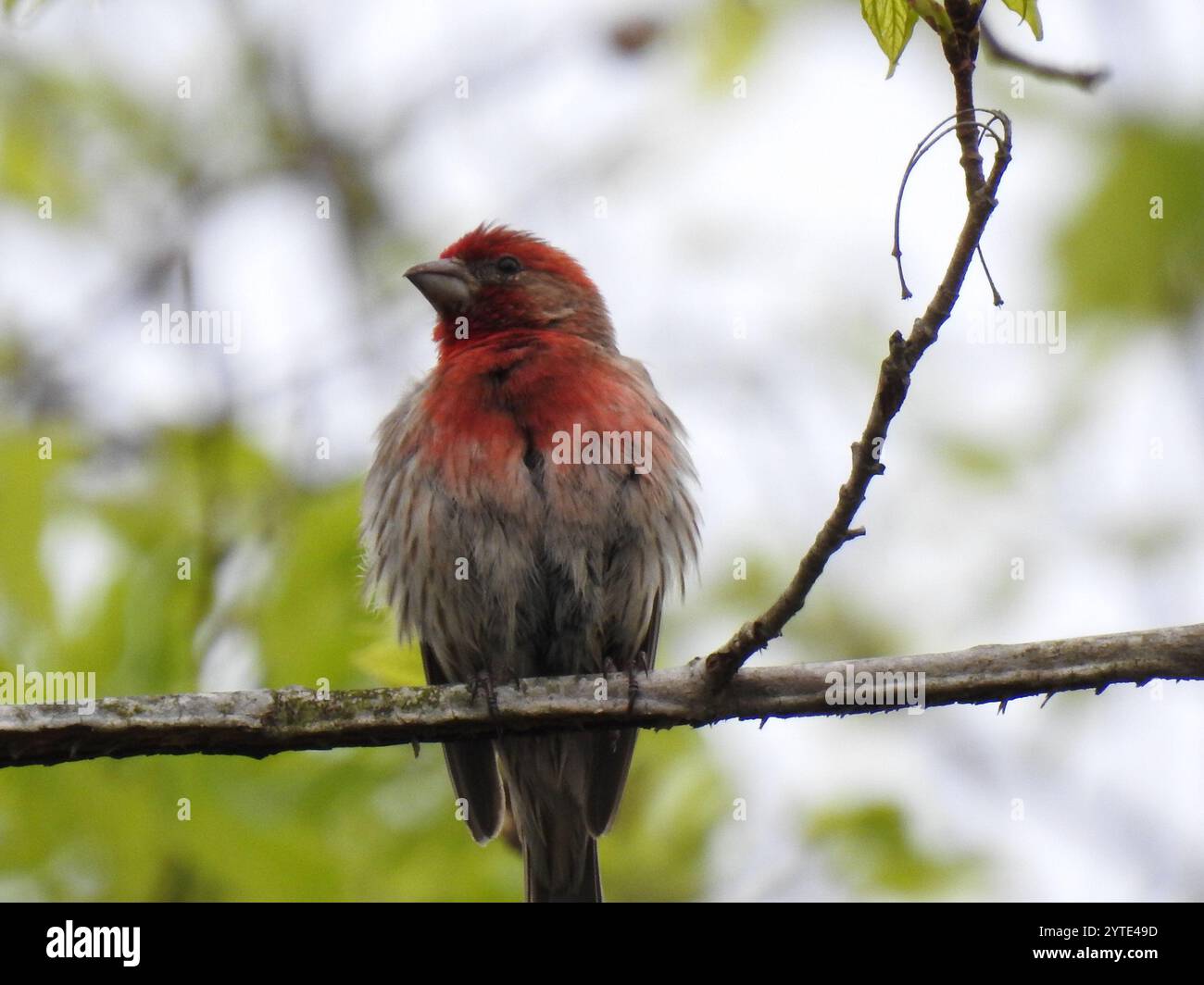 House Finch (Haemorhous mexicanus Stock Photo - Alamy