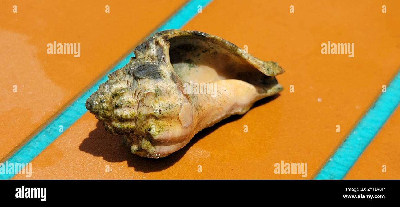 American Crown Conch (Melongena corona Stock Photo - Alamy