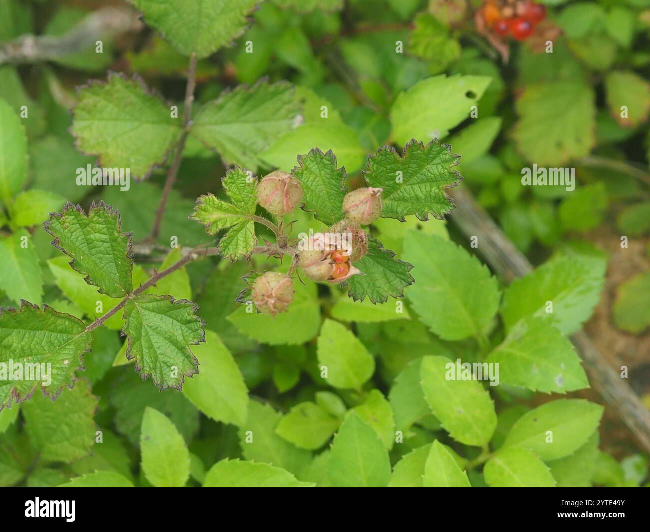 small-leaf bramble (Rubus parvifolius Stock Photo - Alamy