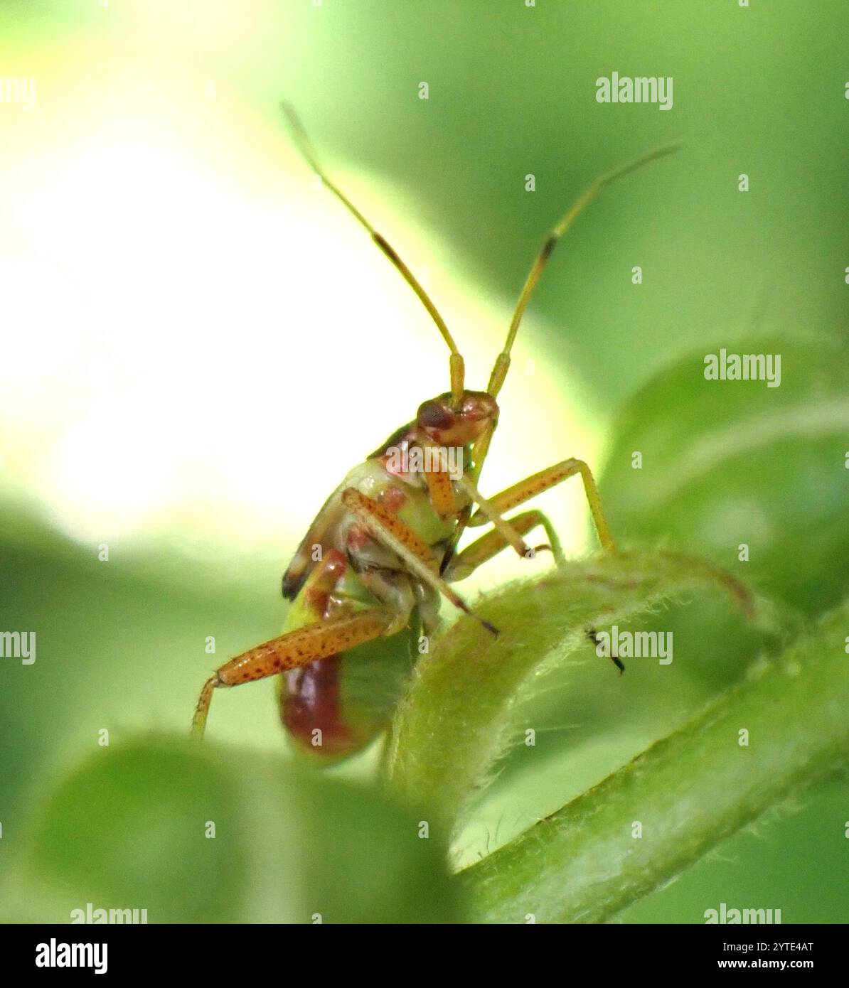 spotted plant bug (Closterotomus fulvomaculatus Stock Photo - Alamy