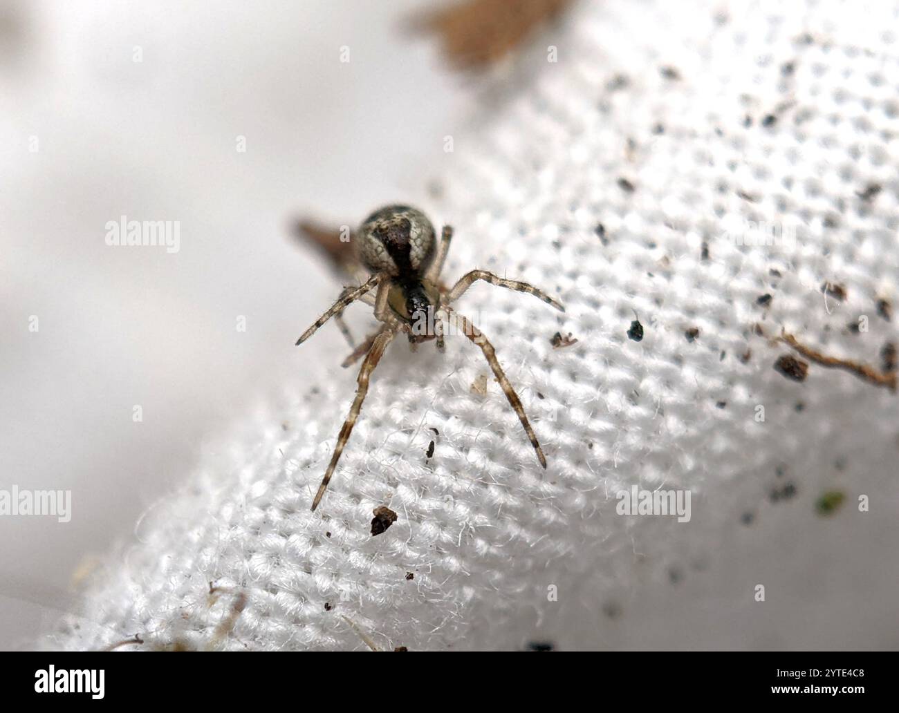 Anelosimus vittatus hi-res stock photography and images - Alamy
