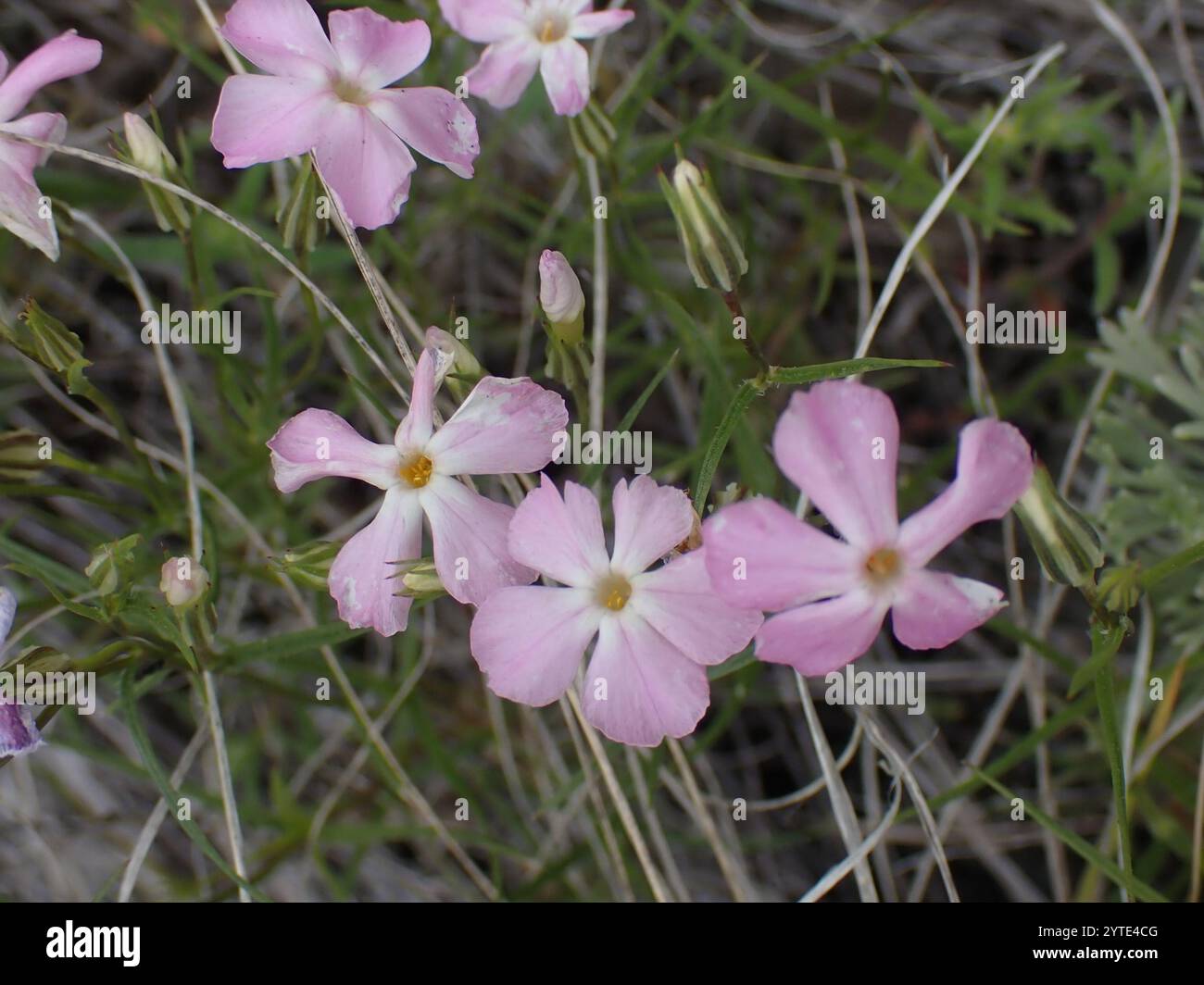Phlox longifolia hi-res stock photography and images - Alamy