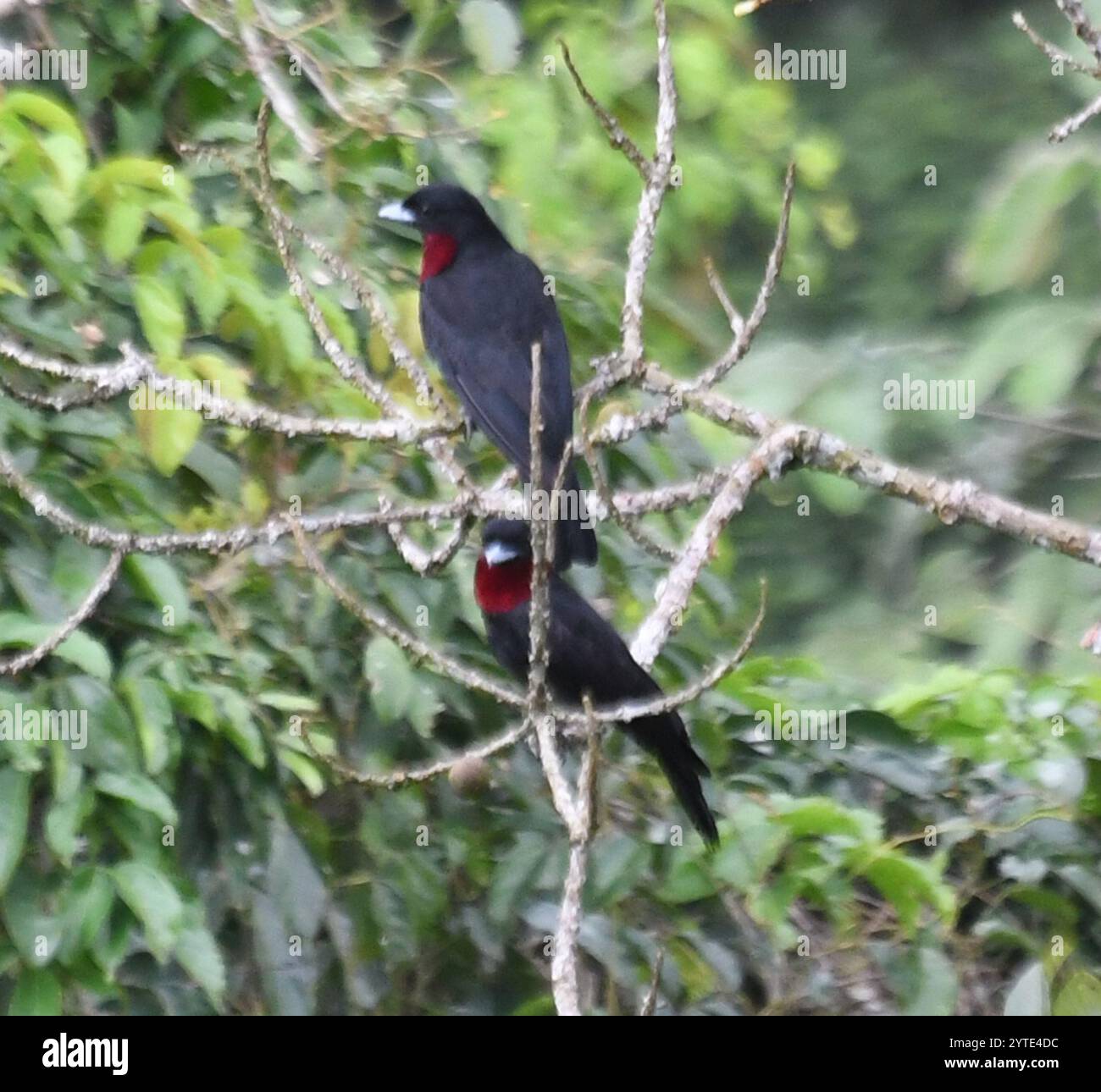 Purple-throated Fruitcrow (Querula purpurata Stock Photo - Alamy