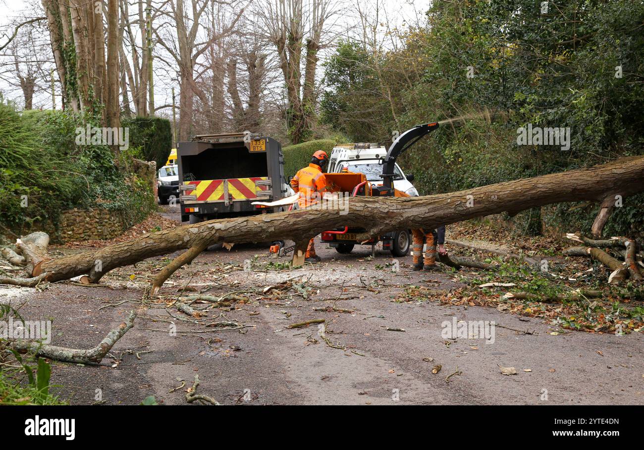 Sidmouth, Devon, 7th Dec 24 Storm Darragh brought down a tree in Sid ...