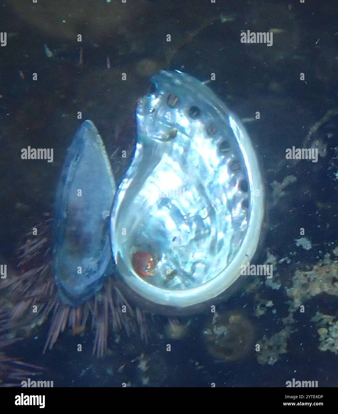 Venus ear hi-res stock photography and images - Alamy