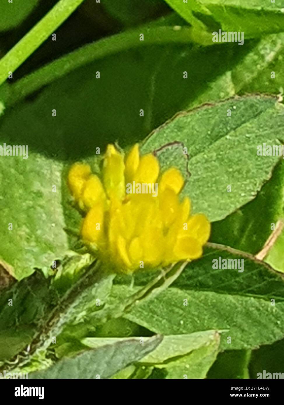 Lesser hop trefoil hi-res stock photography and images - Alamy