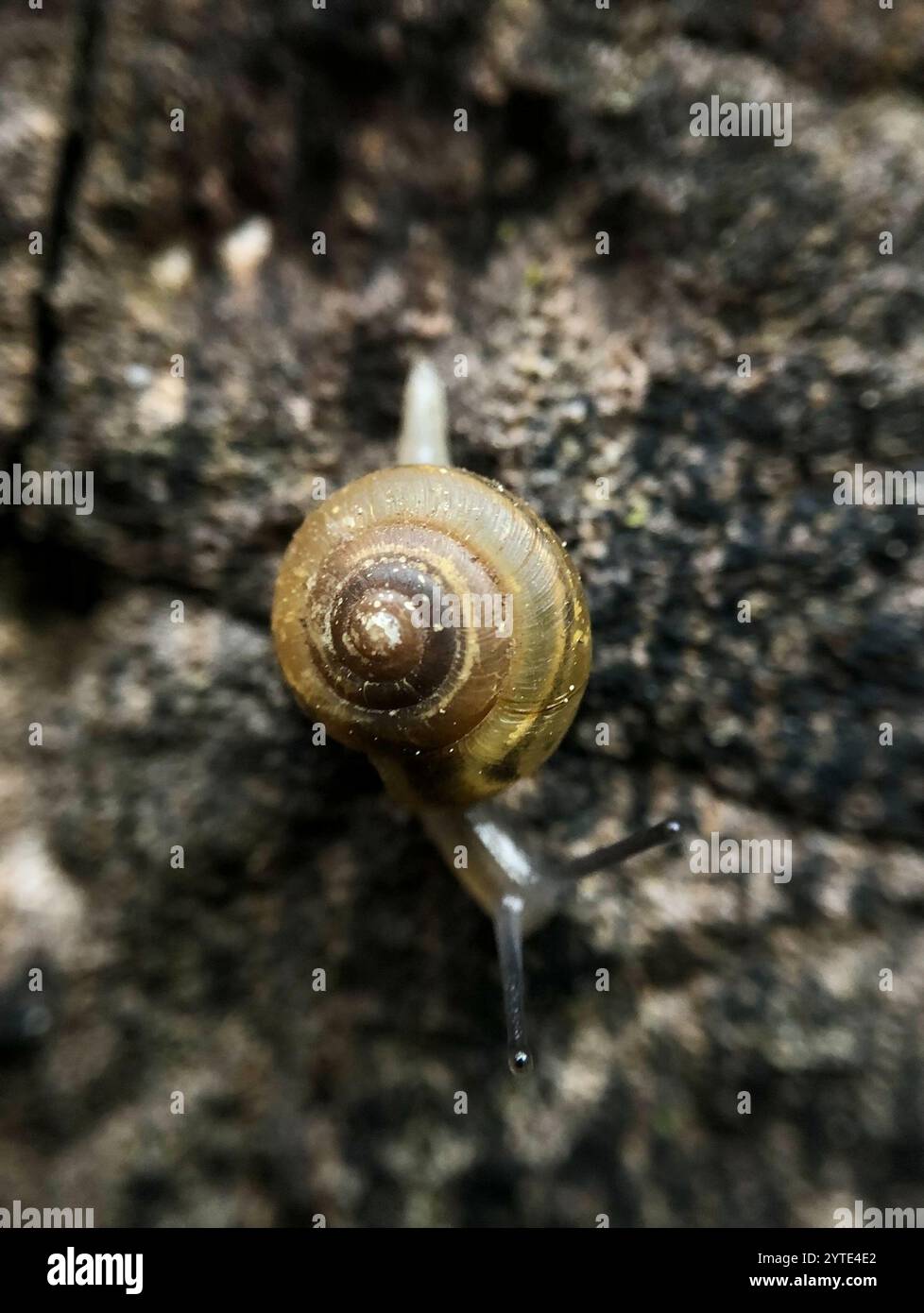 Ventridens hi-res stock photography and images - Alamy