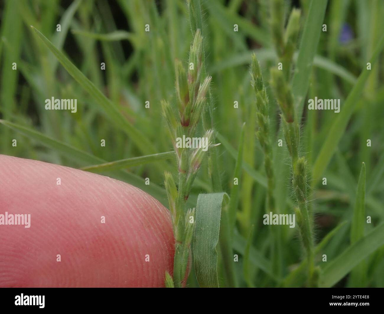 Orcutt grass hi-res stock photography and images - Alamy
