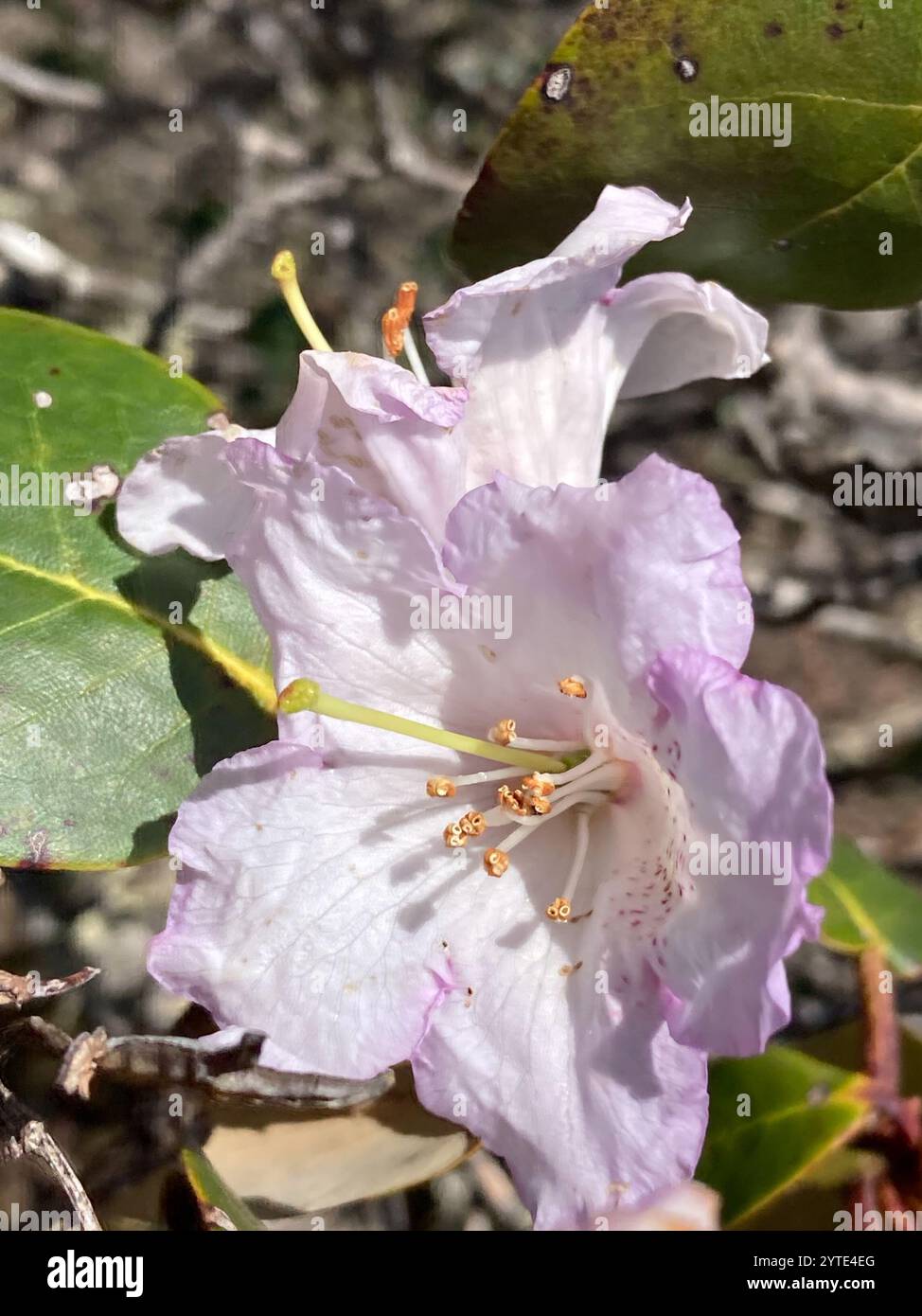 rhododendrons and azaleas (Rhododendron Stock Photo - Alamy