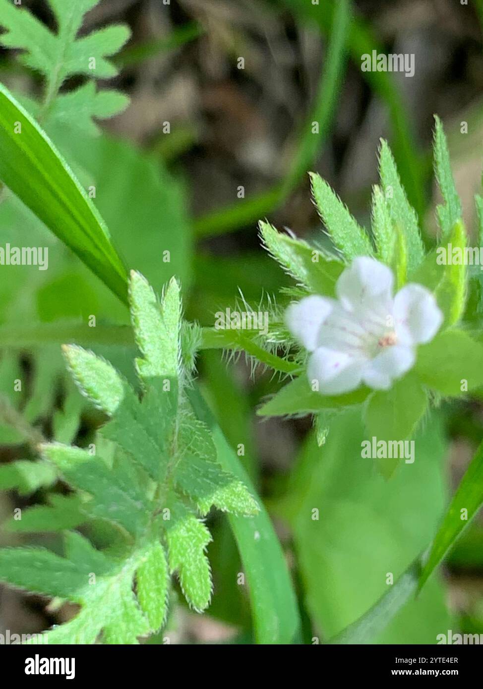 Aunt Lucy (Ellisia nyctelea Stock Photo - Alamy