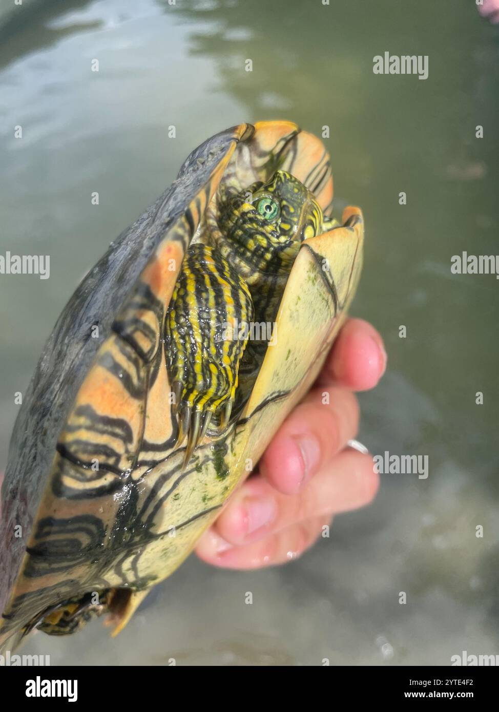 Texas Cooter (Pseudemys texana Stock Photo - Alamy