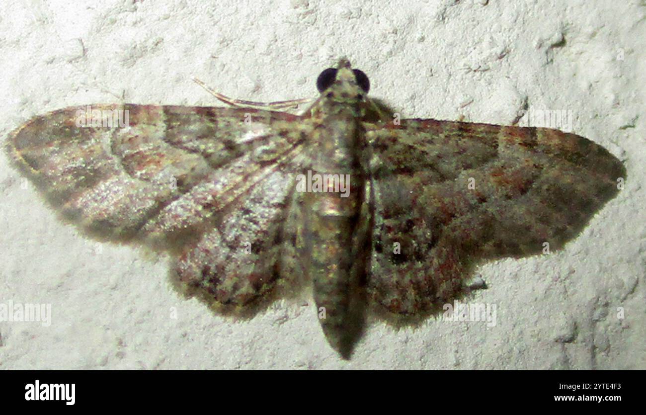 Geometer Moths (Geometridae Stock Photo - Alamy