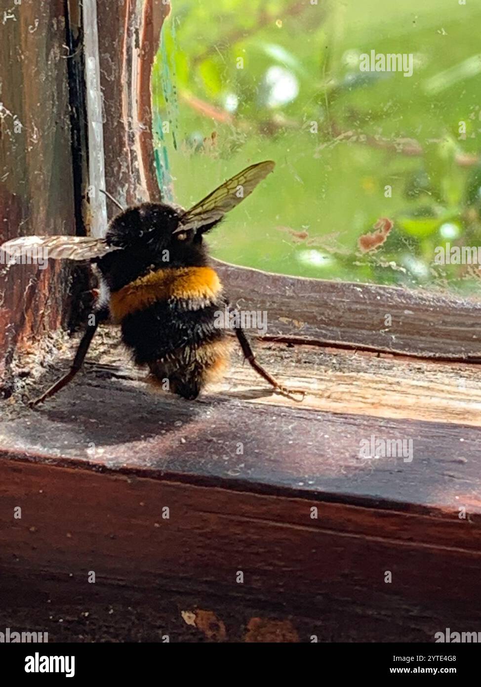 Buff-tailed Bumble Bee (Bombus terrestris Stock Photo - Alamy