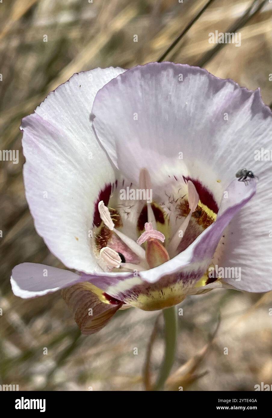 clay mariposa lily (Calochortus argillosus Stock Photo - Alamy