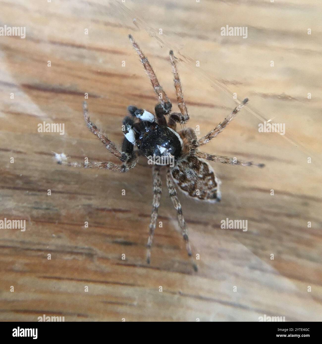 Half-edged Wall Jumping Spider (Menemerus semilimbatus Stock Photo - Alamy