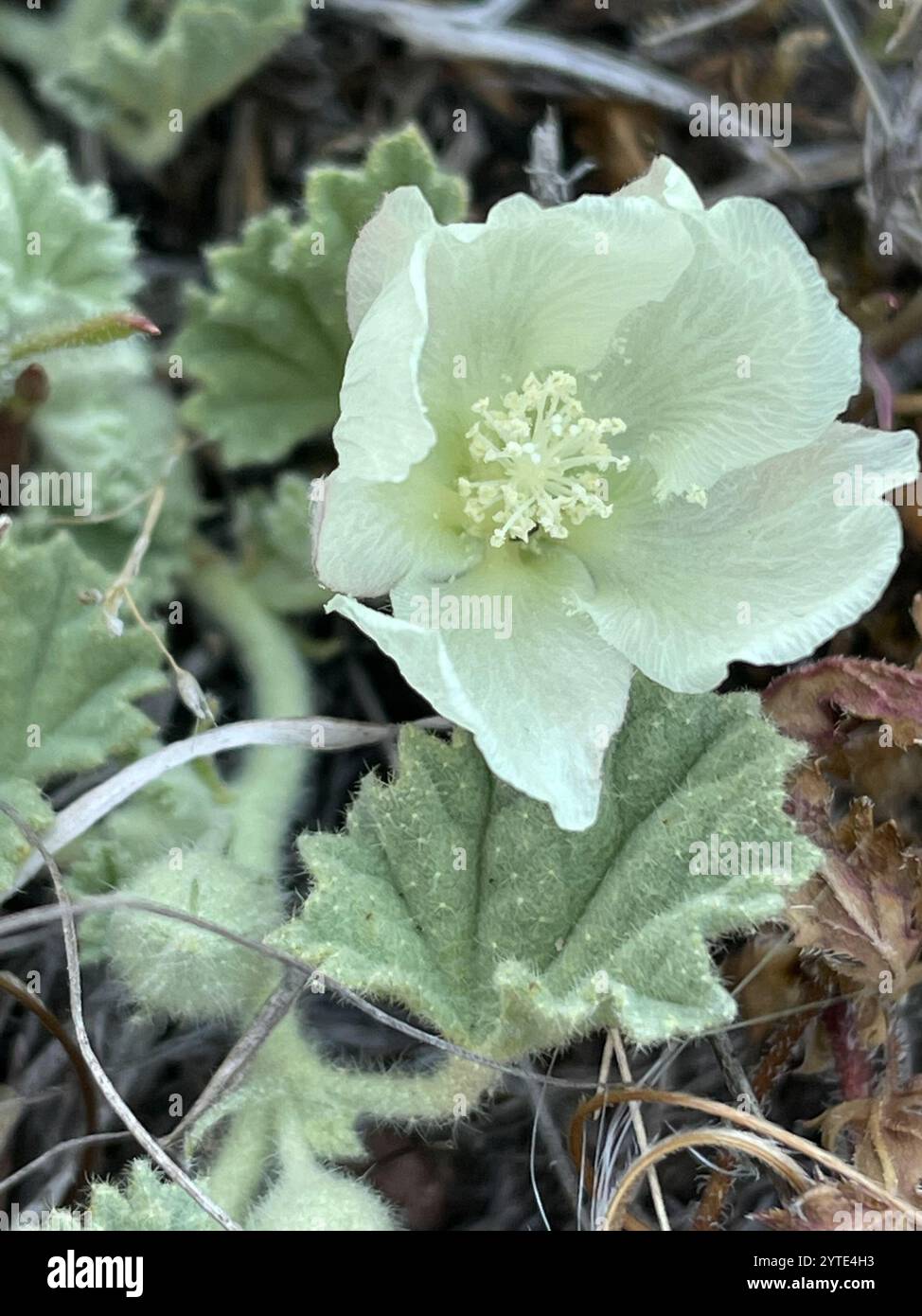 alkali mallow (Malvella leprosa Stock Photo - Alamy