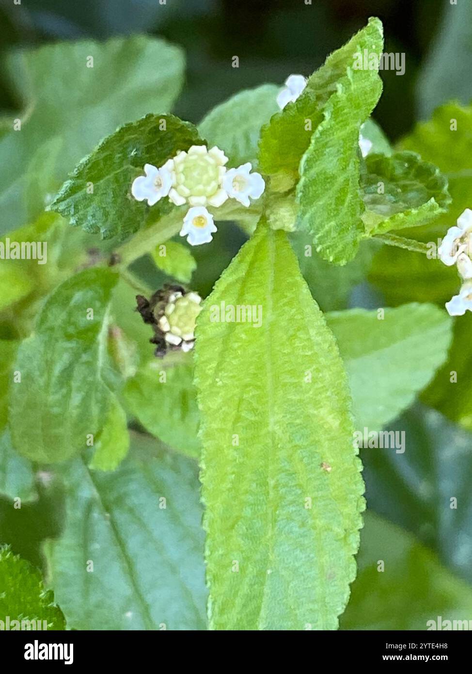 Lippia javanica hi-res stock photography and images - Alamy