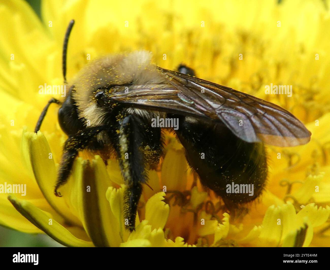 Mining Bees (Andrena Stock Photo - Alamy
