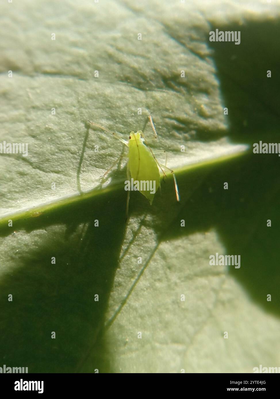 Pea Aphid (Acyrthosiphon pisum Stock Photo - Alamy
