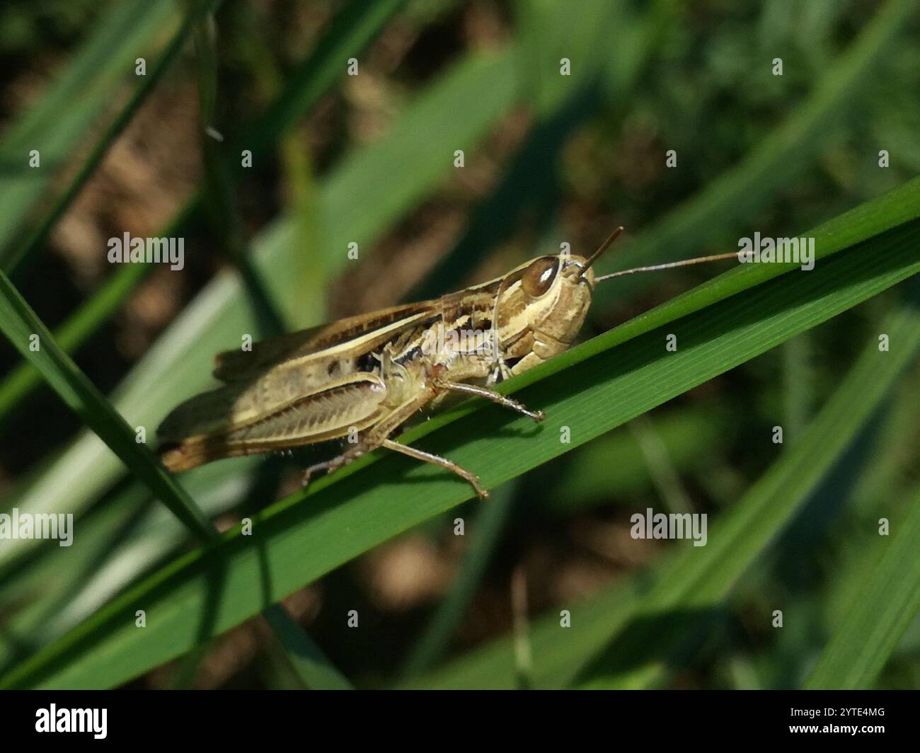 Euchorthippus declivus hi-res stock photography and images - Alamy