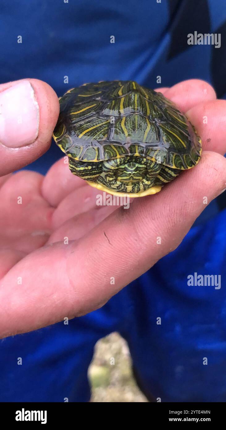 Red-eared Slider (Trachemys scripta elegans Stock Photo - Alamy