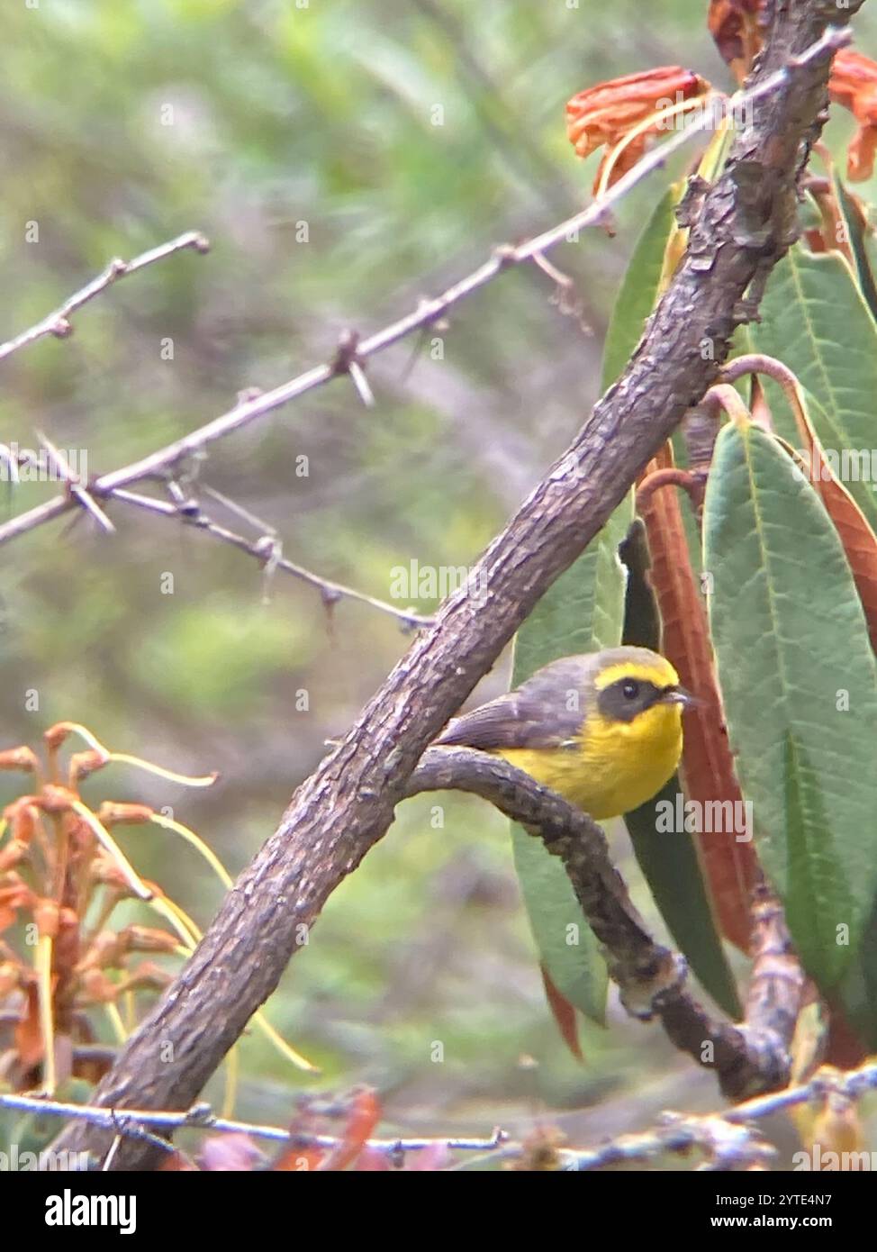 Yellow-bellied Fairy-Fantail (Chelidorhynx hypoxanthus Stock Photo - Alamy