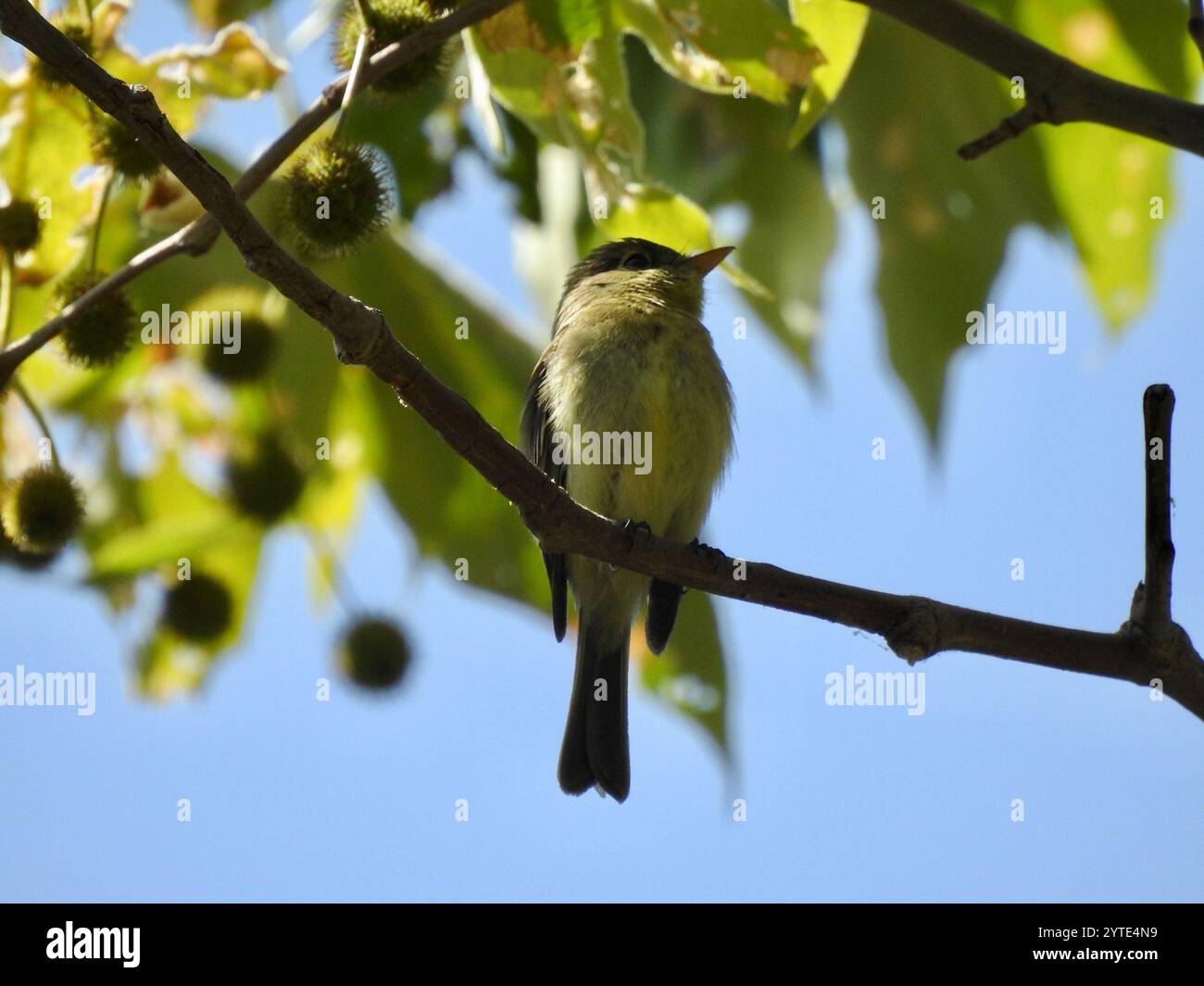 Western Flycatcher (Empidonax difficilis Stock Photo - Alamy
