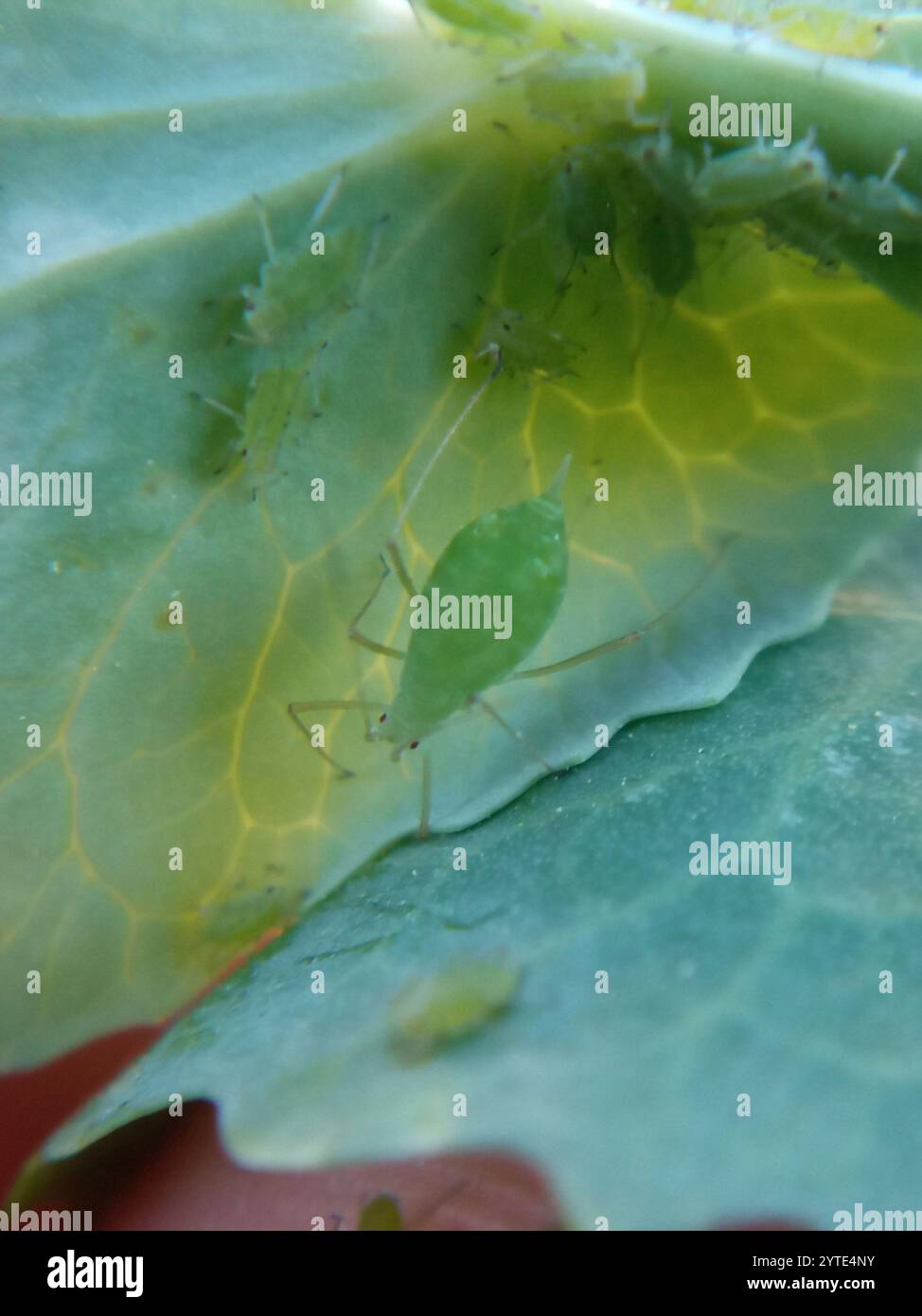 Pea aphid acyrthosiphon pisum hi-res stock photography and images - Alamy