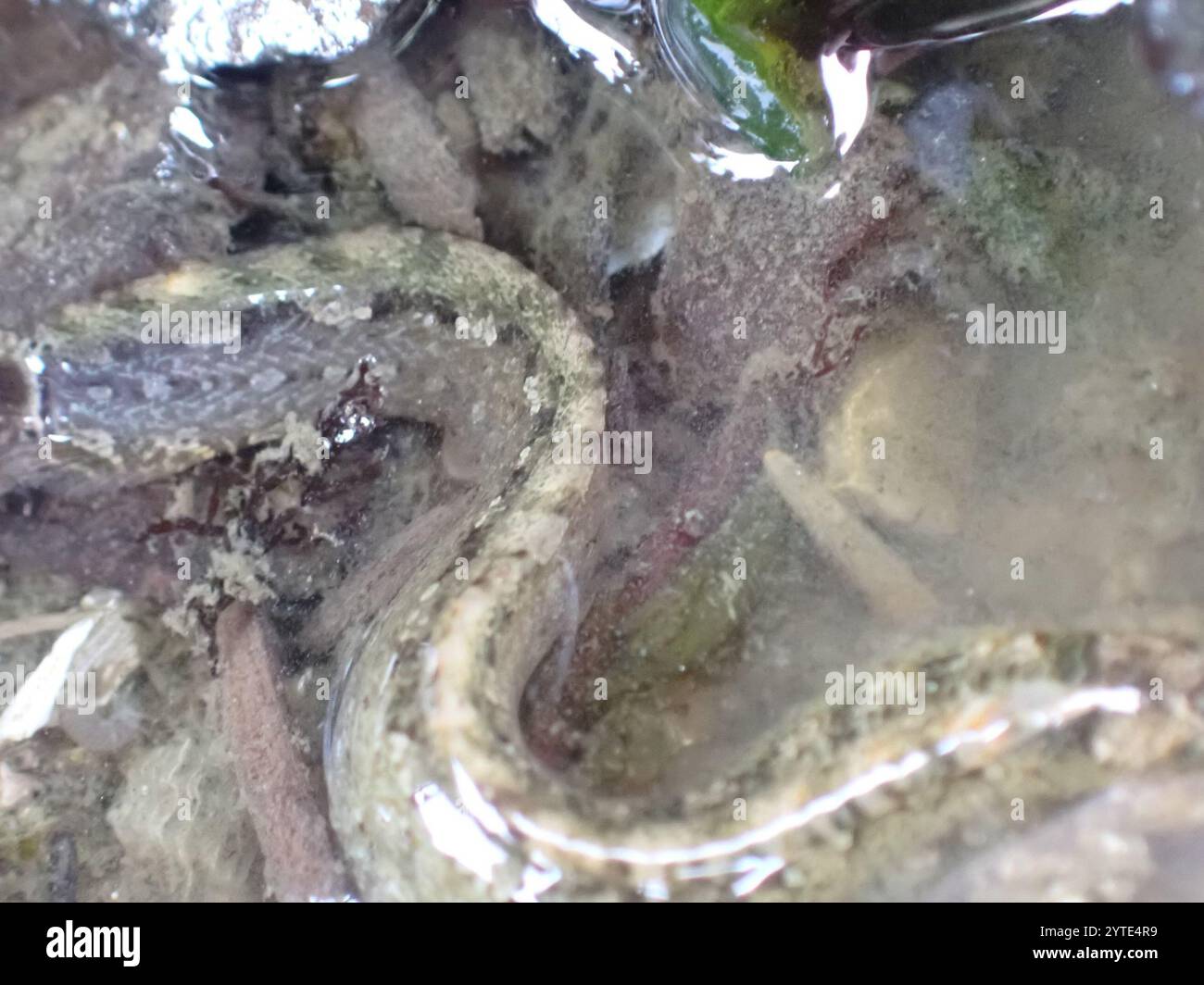 High Cockscomb (Anoplarchus purpurescens Stock Photo - Alamy