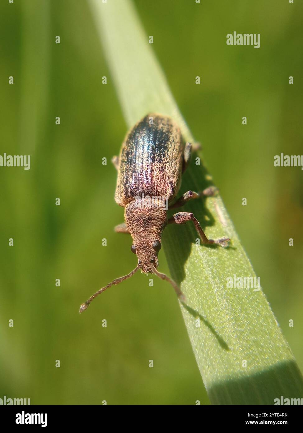 Common Leaf Weevil (Phyllobius pyri Stock Photo - Alamy