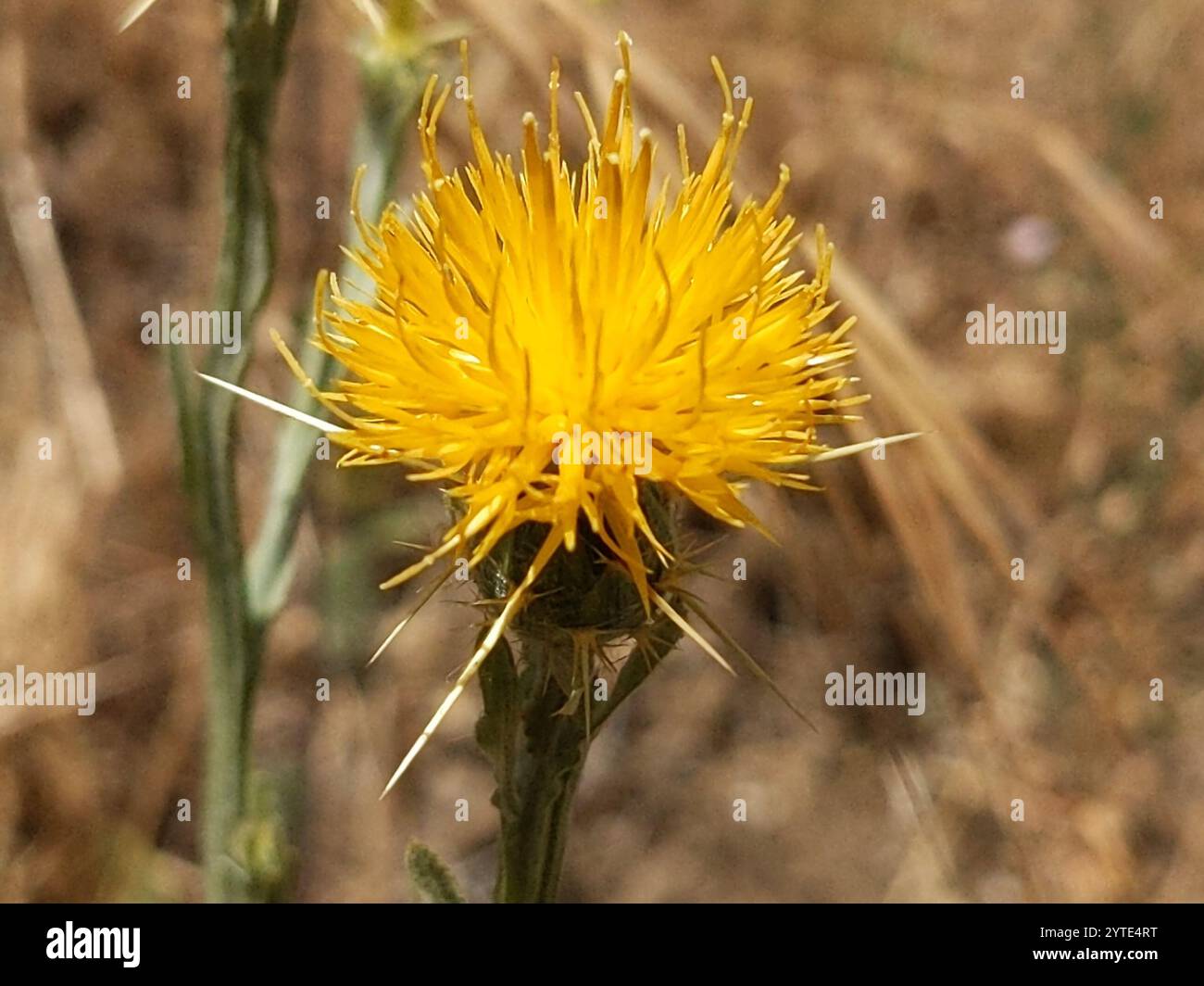 Yellow Star-Thistle (Centaurea solstitialis Stock Photo - Alamy