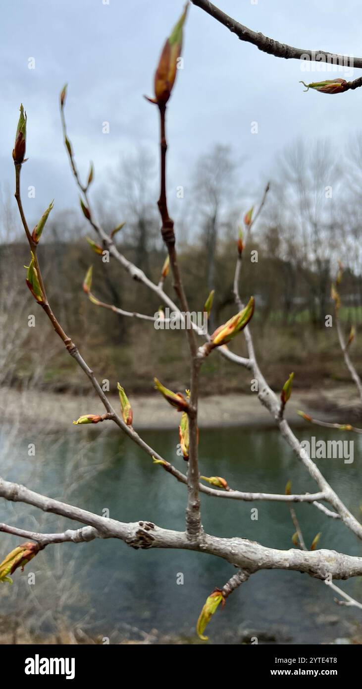 balsam poplar (Populus balsamifera Stock Photo - Alamy