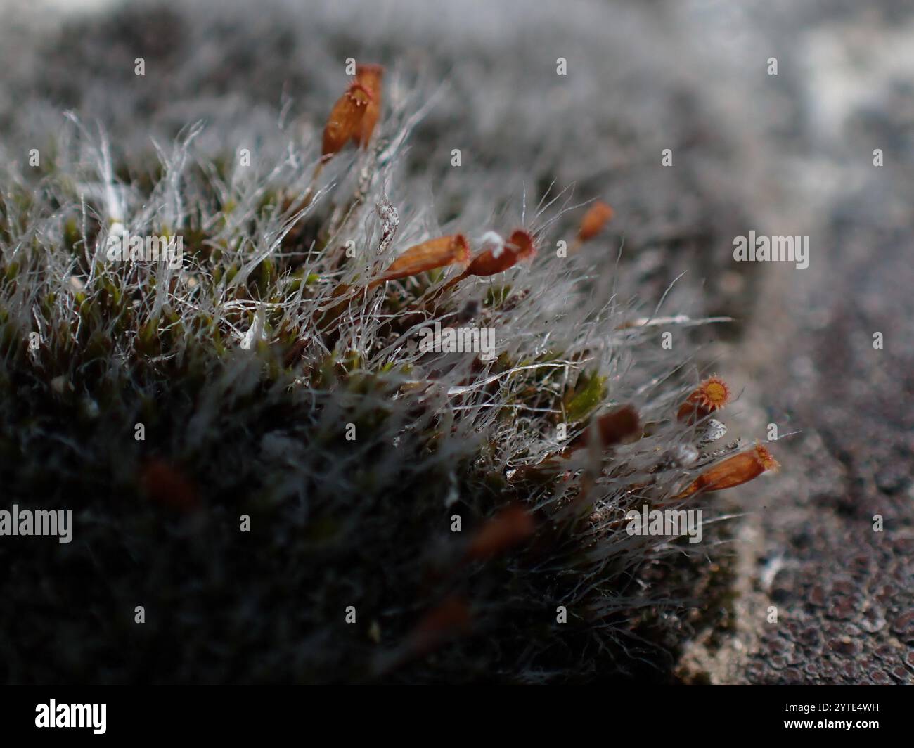 Steppe mouse-moss (Coscinodon calyptratus Stock Photo - Alamy
