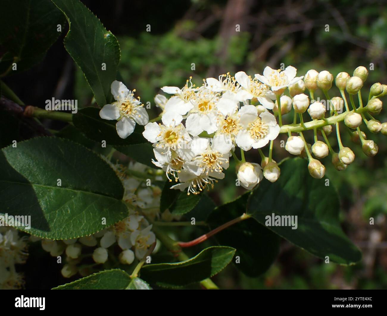chokecherry (Prunus virginiana Stock Photo - Alamy